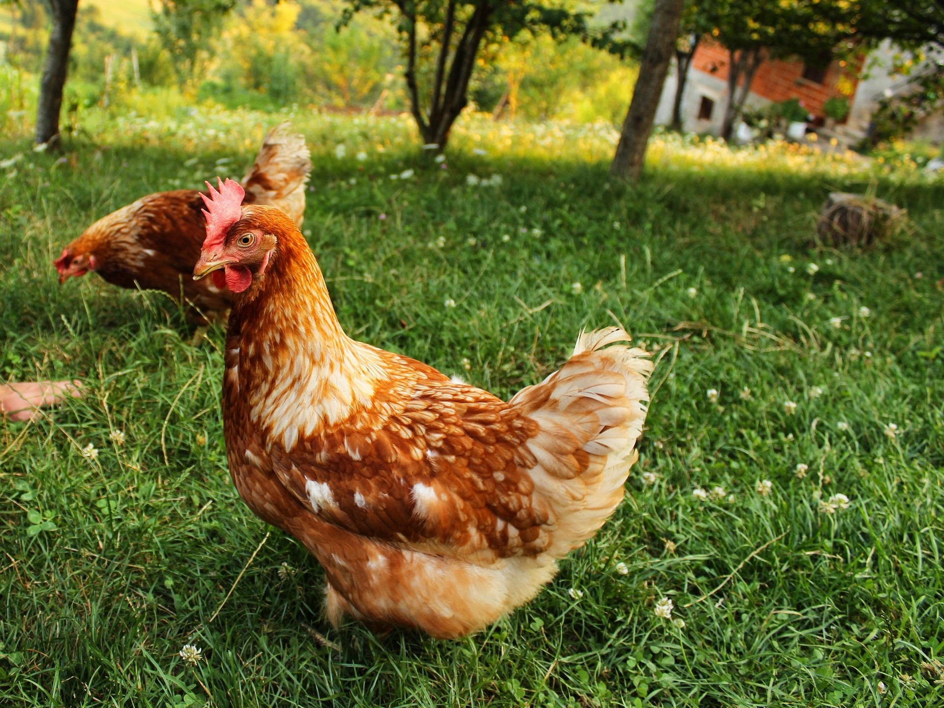 Volaille - Boucherie Chaumont